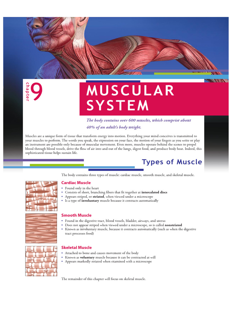 Skeletal Muscle Structure and Function, Muscle Contraction and ...