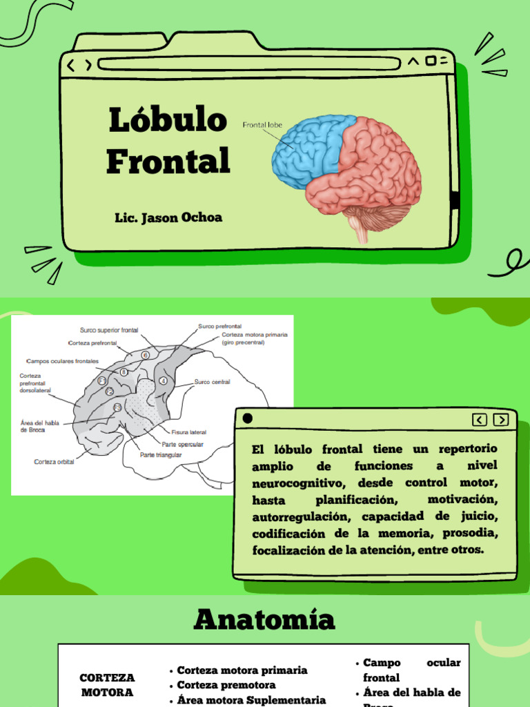 Funciones del Lóbulo Frontal en Neurociencia | PDF | Lóbulo frontal ...