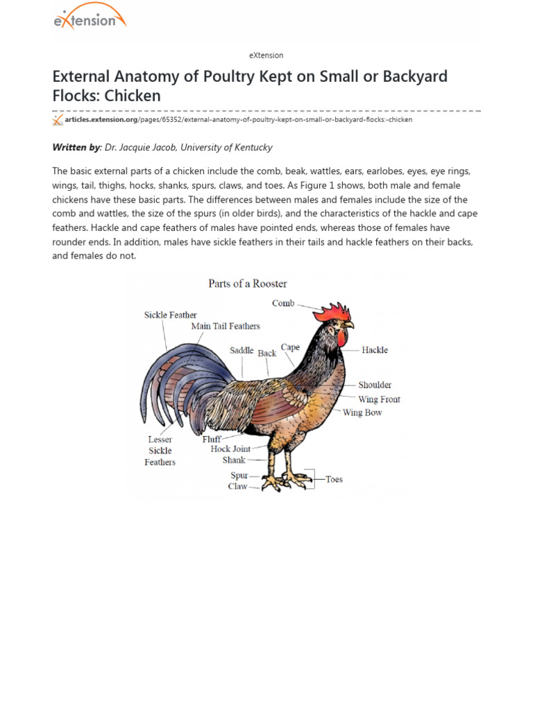 External Anatomy of Poultry Kept on Small or Backyard Flocks_ Chicken ...