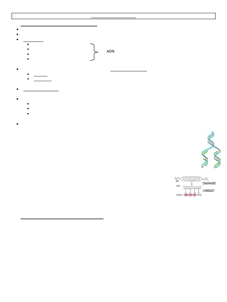 T4 | PDF | Adn | Rna