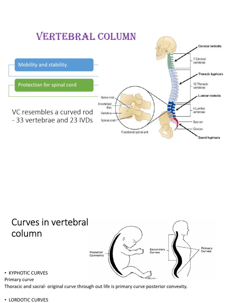 Vertebral Coloumn Student Pdf1 | PDF | Vertebra | Vertebral Column