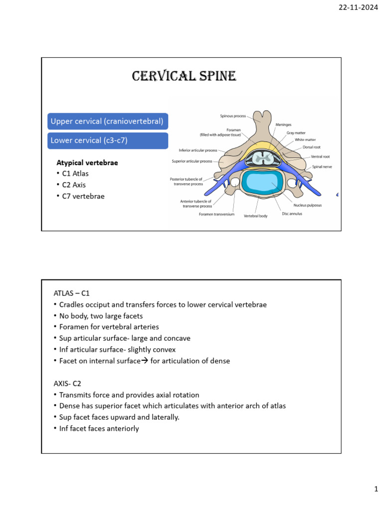 Cervical Spine Student Notes | PDF | Vertebra | Vertebral Column