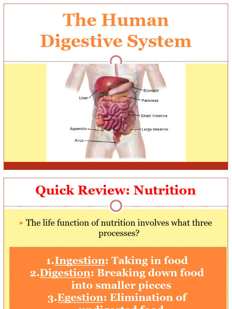 Overview of the Human Digestive System | PDF | Small Intestine | Digestion