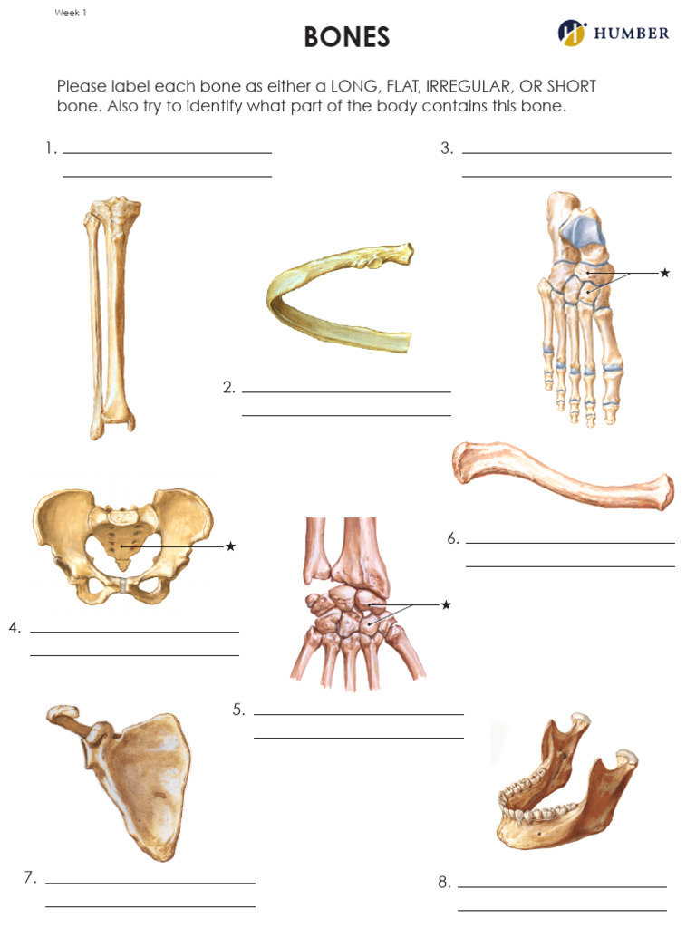 Bone Handout | PDF
