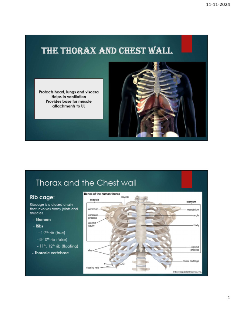 chapter 4 pdf | PDF | Thorax | Lung