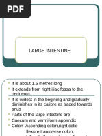 Detailed Anatomy of Appendix and Colon | PDF | Large Intestine | Anatomy
