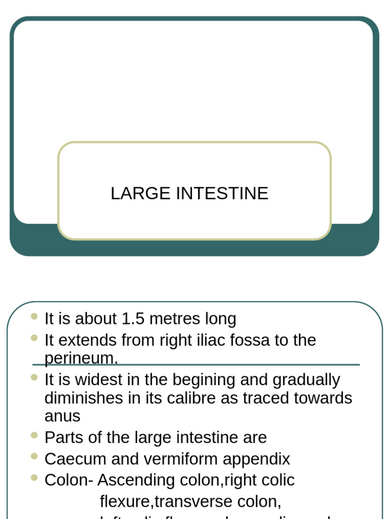 Large Intestine | PDF | Large Intestine | Gastrointestinal Tract