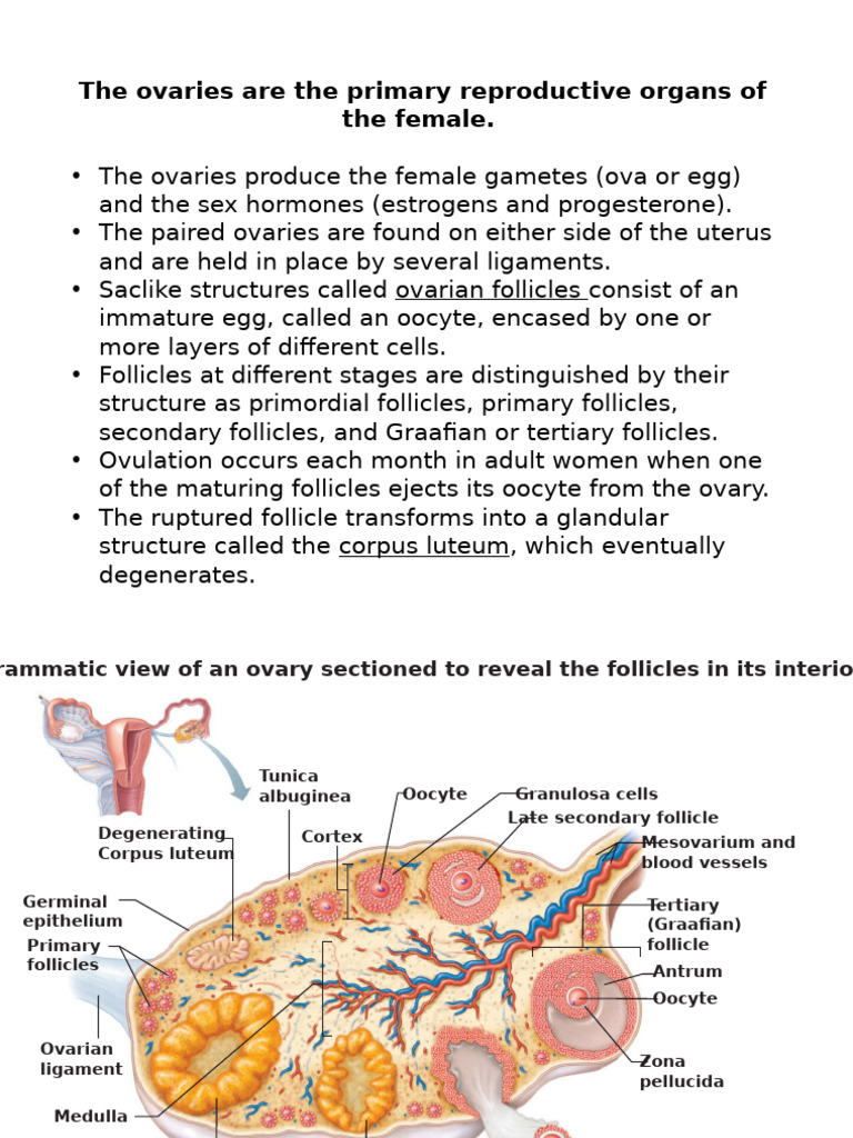 Ovarian and Uterine Cycles | PDF | Luteinizing Hormone | Menstrual Cycle