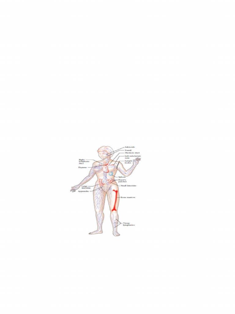 Organ Limfoid dan Sistem Imun Manusia | PDF