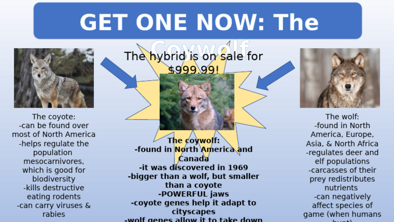 The Coywolf - p6 Sci | PDF