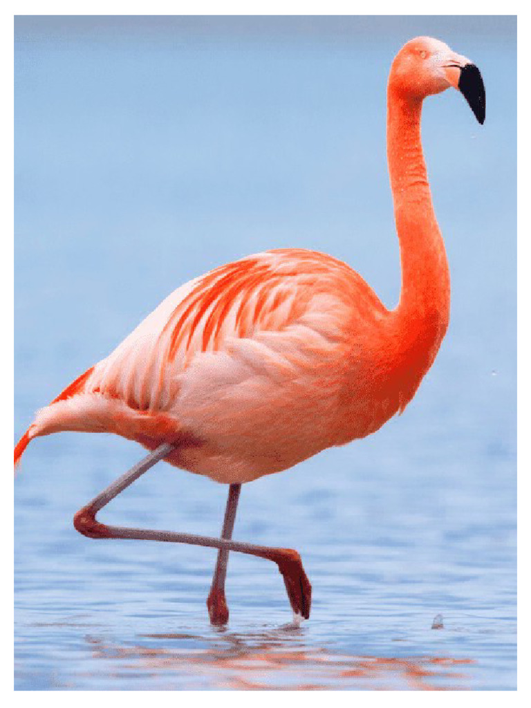 FLAMINGO | PDF