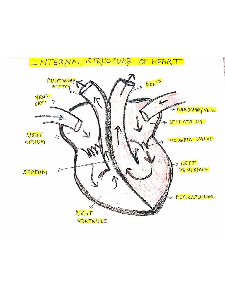 Notes Human Heart Internal Structure | PDF