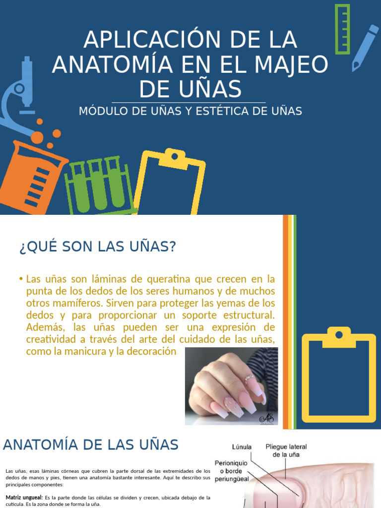 APLICACIÓN DE LA ANATOMÍA EN EL MAJEO DE | PDF