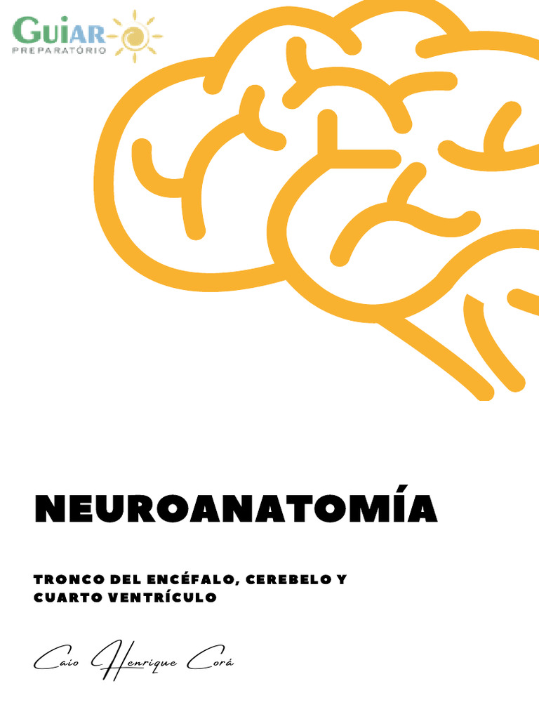 Anatomía del área pretectal y tronco encefálico | PDF | Cerebelo ...