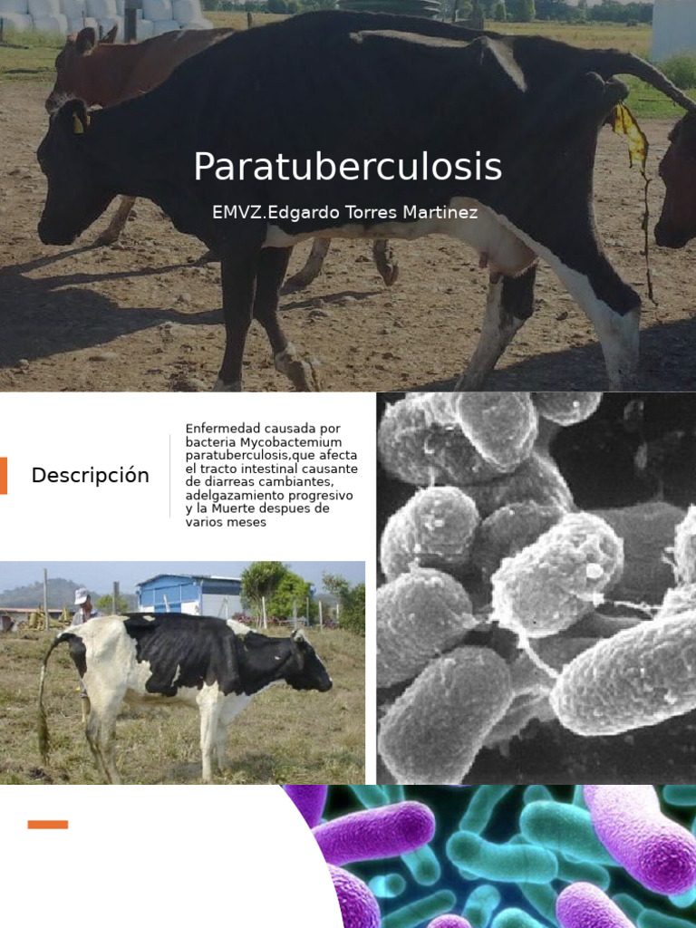 Paratuberculosis | PDF