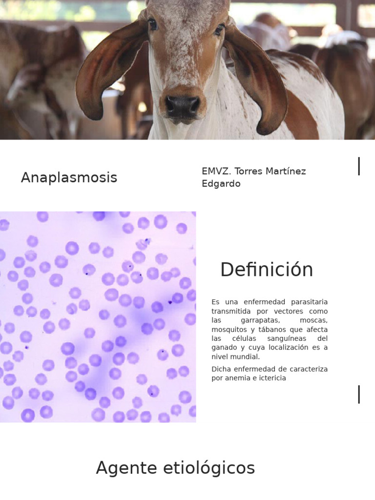 Anaplasmosis | PDF | Sangre | Anemia