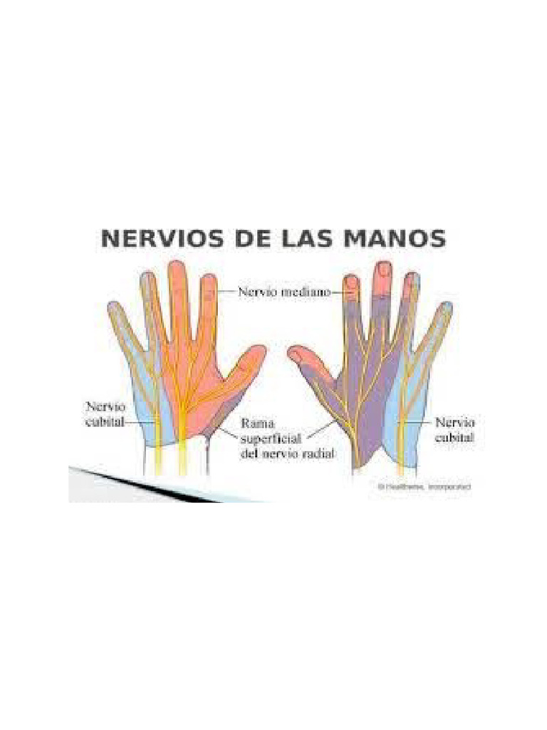 nervios de la mano | PDF