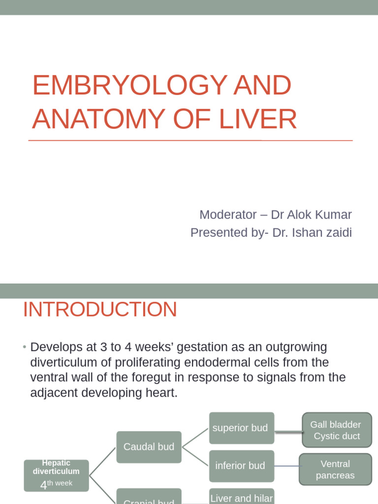Liver Anatomy and Embryology | PDF | Liver | Vein