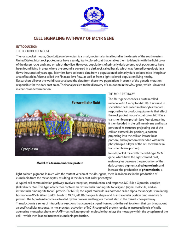 CELL SIGNALING PATHWAY OF MC1R GENE - Virtual LAB 7 | PDF | Cell ...