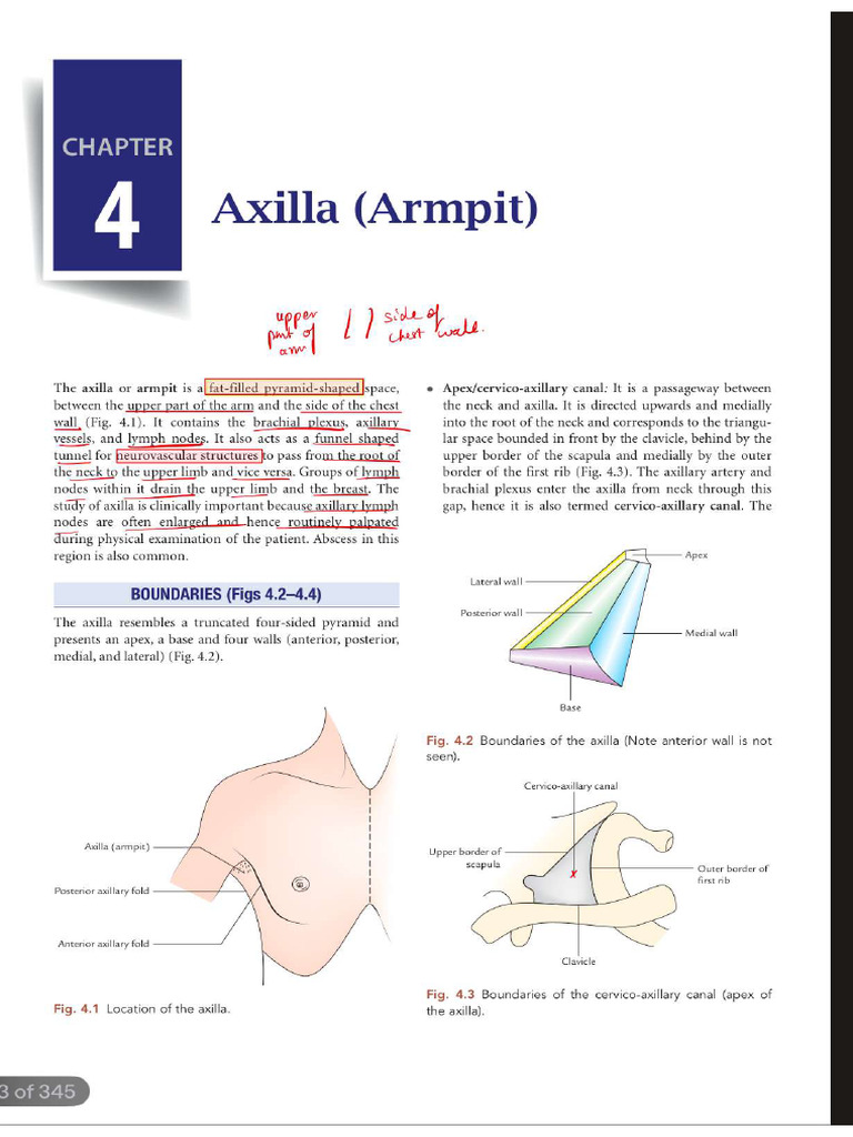axilla | PDF