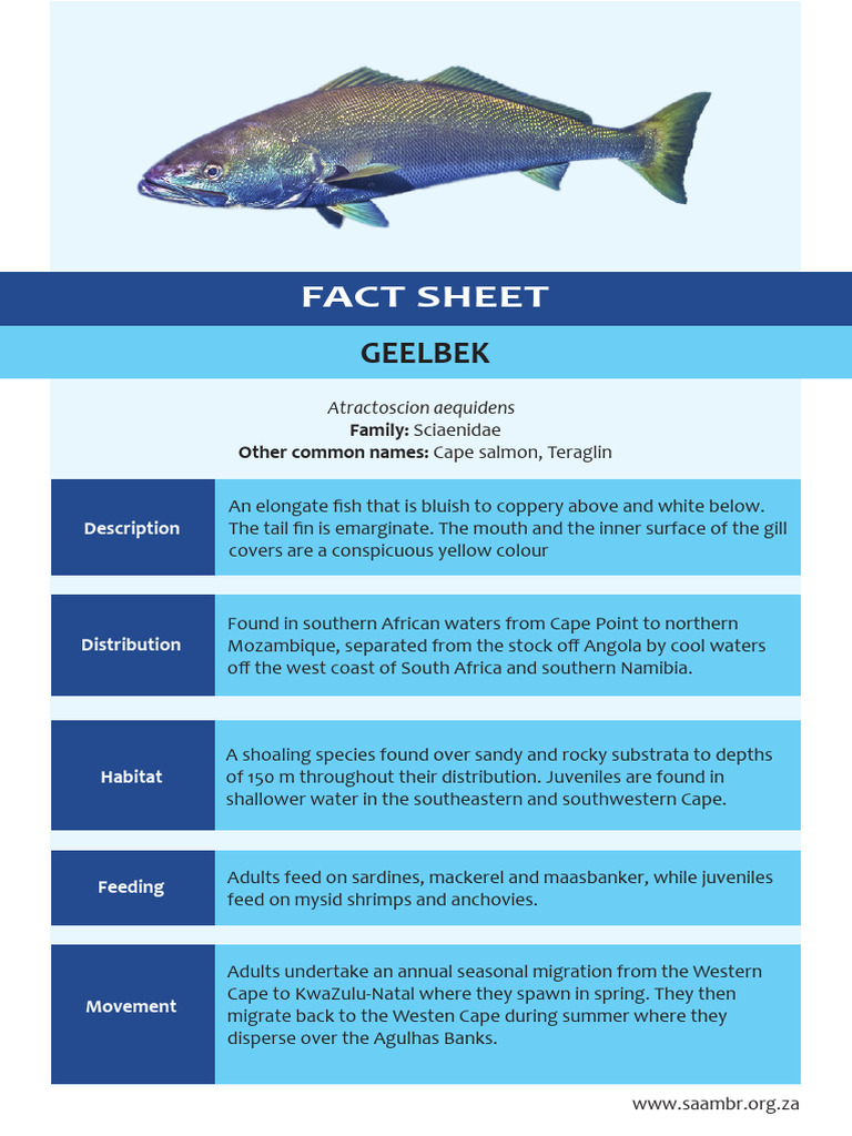 ORI Fish Fact Sheet Geelbek | PDF | Spawn (Biology) | Fish