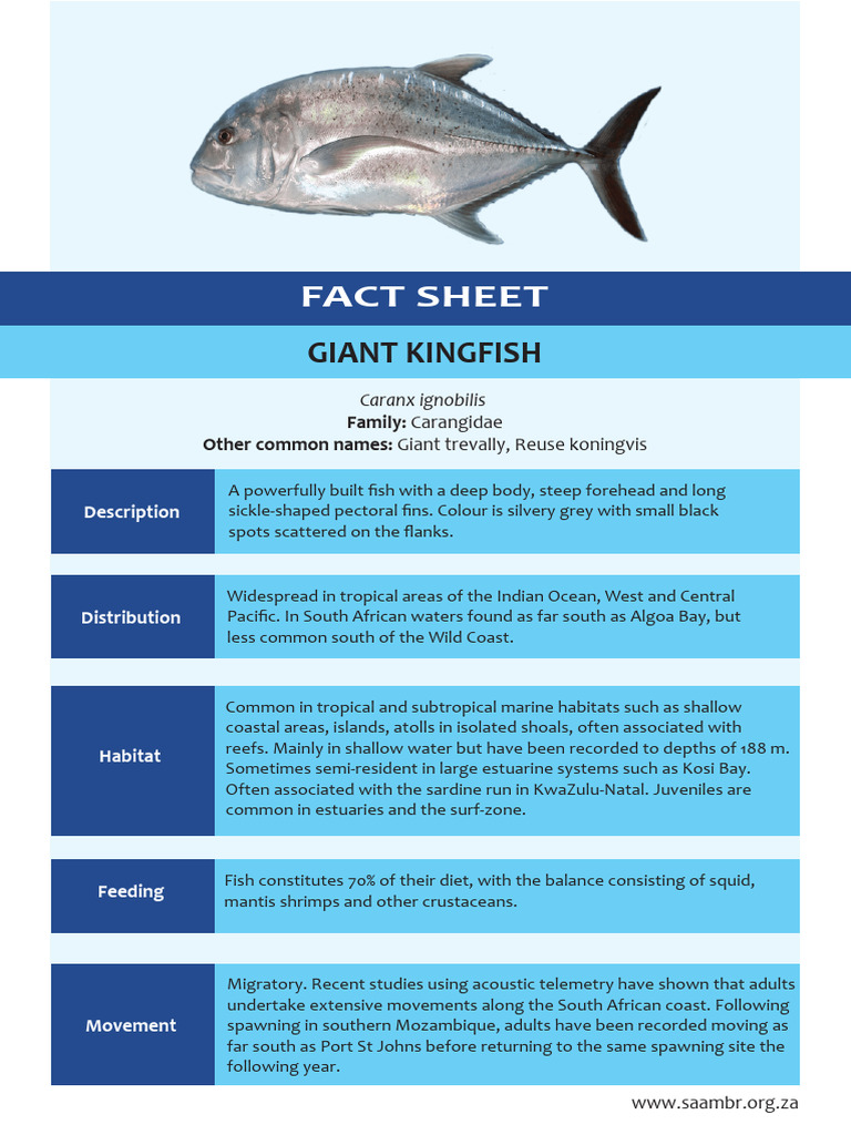 ORI Fish Fact Sheet Gaint Kingfish | PDF | Fish