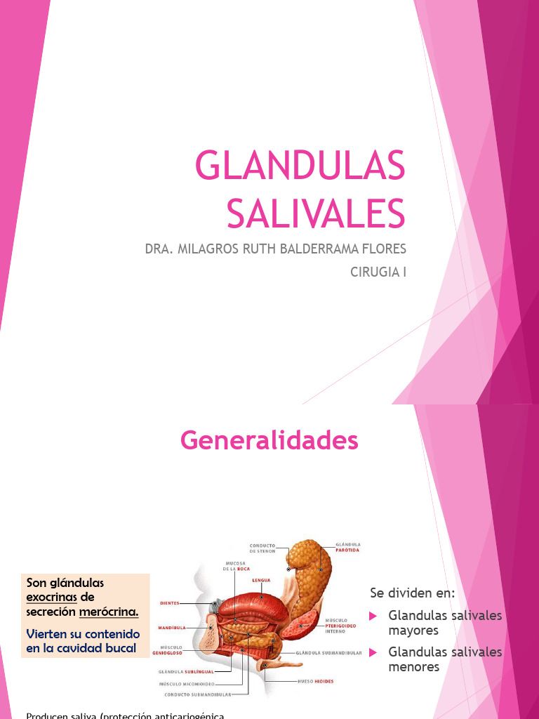Tu de Glandulas Salivales | PDF | Anatomía humana | Anatomía