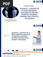 Anatomia de La Rata Externa e Interna Tacher | PDF | Riñón | Abdomen