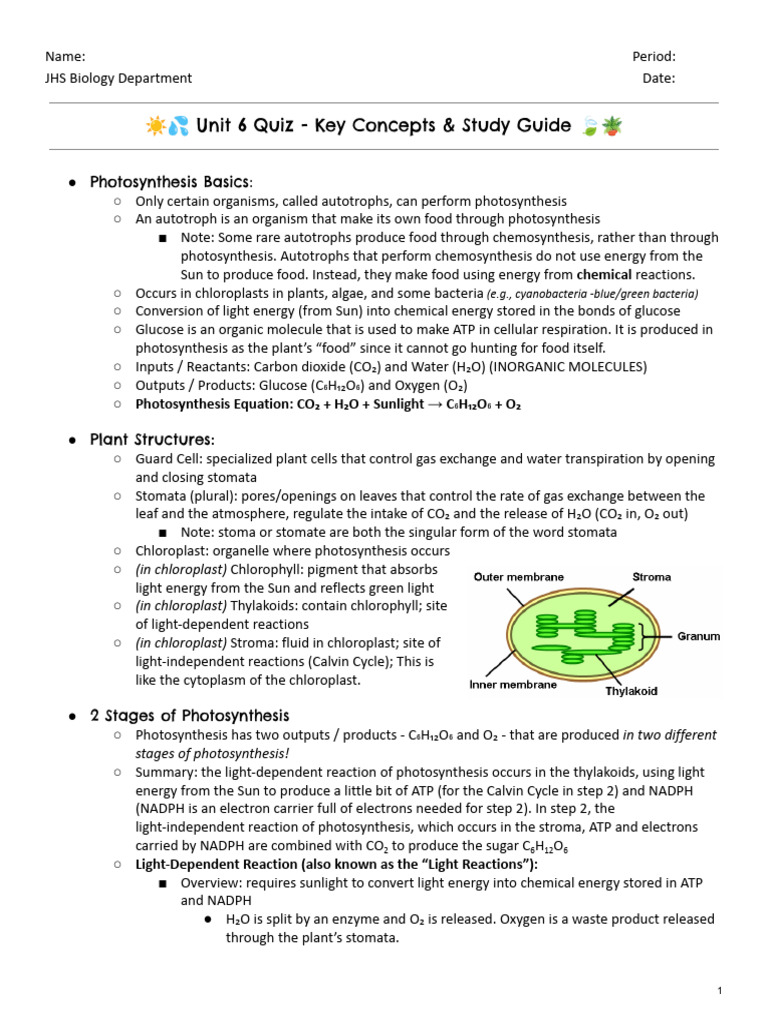 Unit 6 Photosynthesis Study Guide | PDF | Photosynthesis | Chloroplast