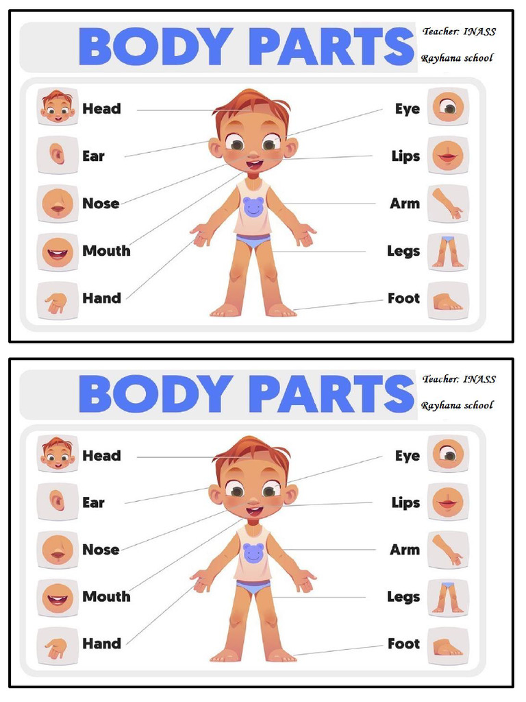 Body Parts | PDF