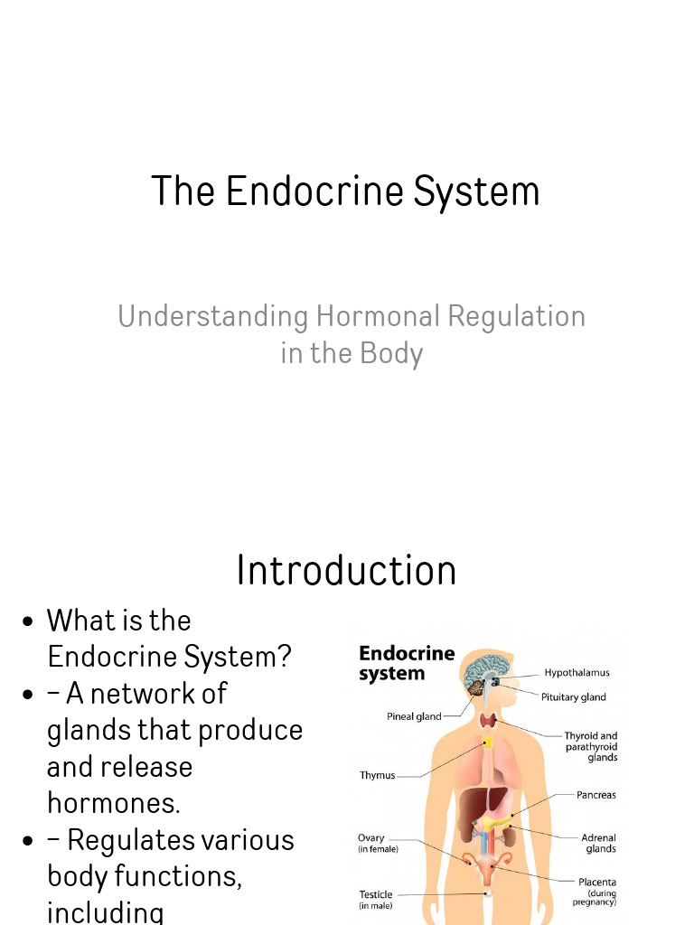Overview of the Endocrine System | PDF