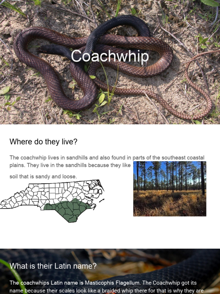 Coachwhip | PDF