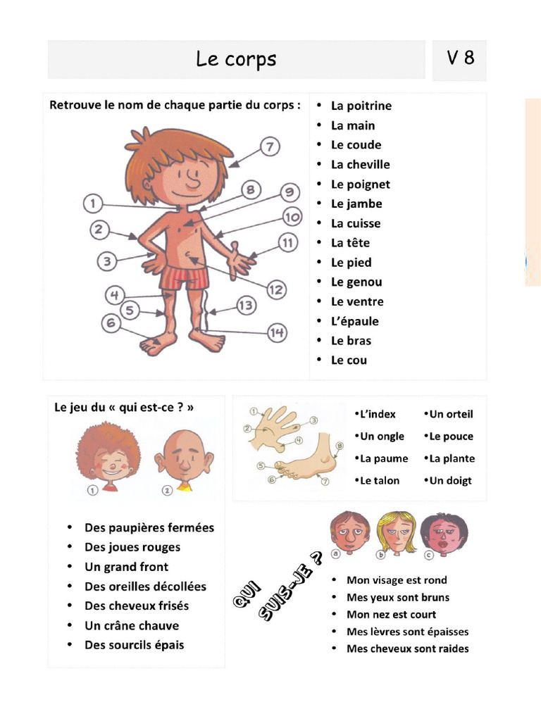 Vocabulaire du corps humain | PDF