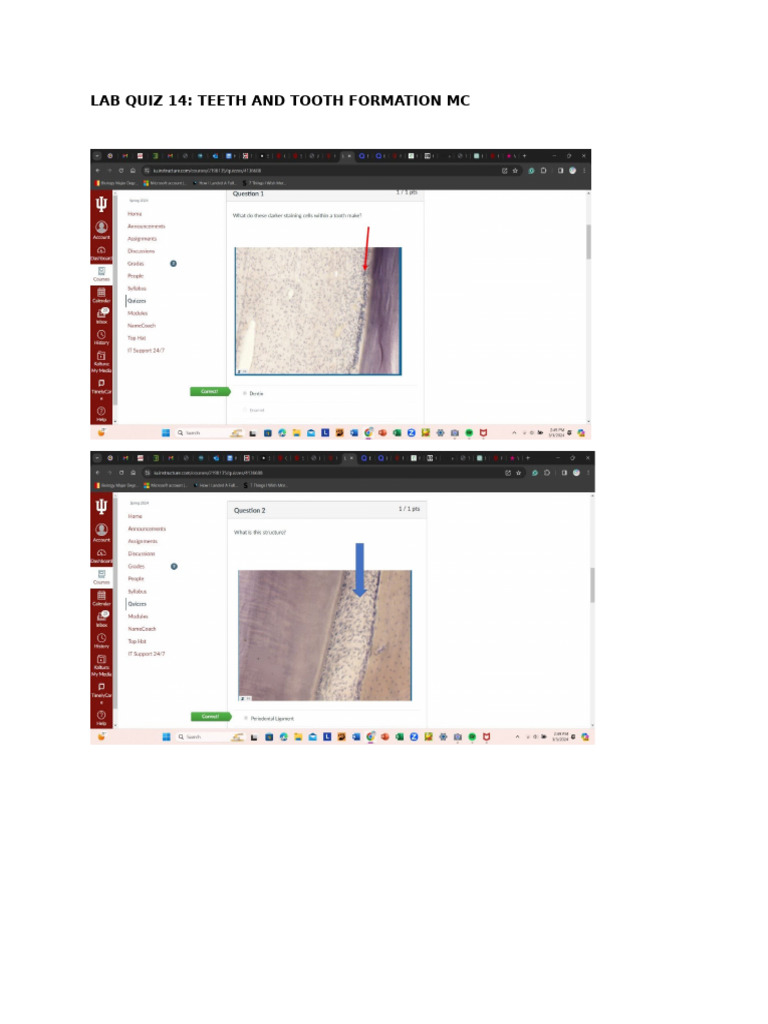 Histology Lab Exam 2 | PDF
