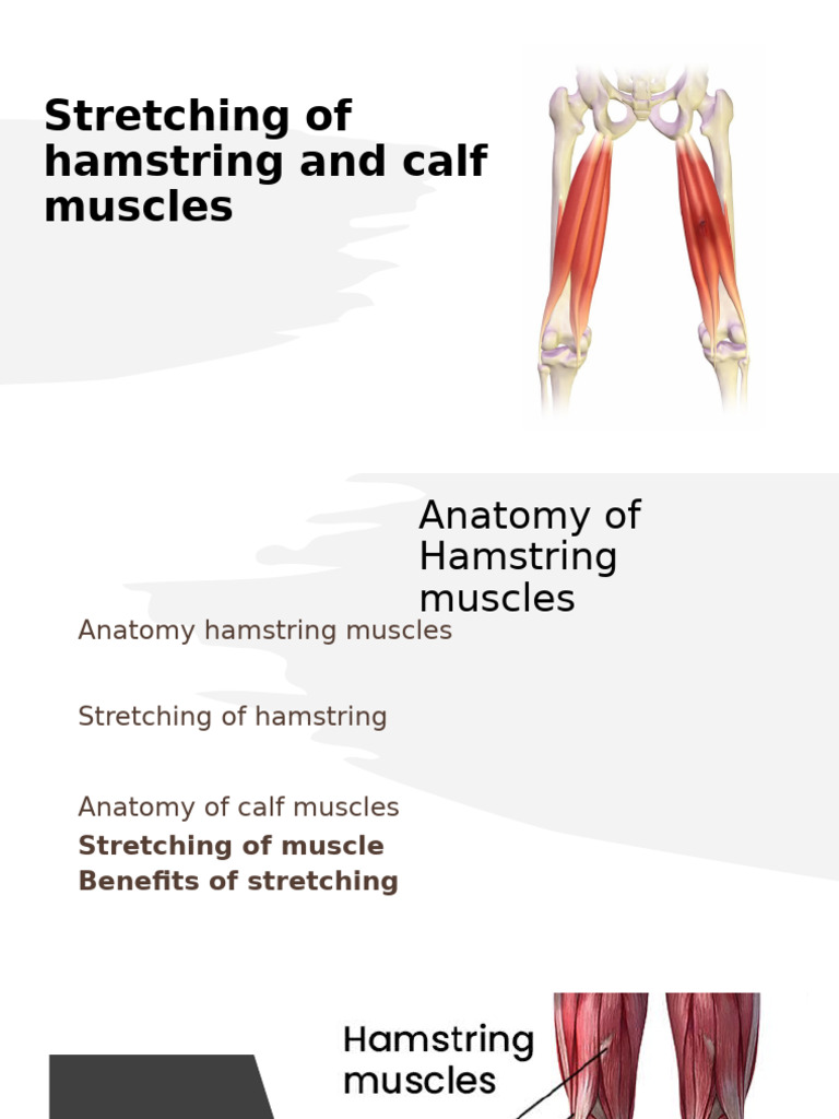 Hamstring and Calf Stretching | PDF | Human Leg | Musculoskeletal System