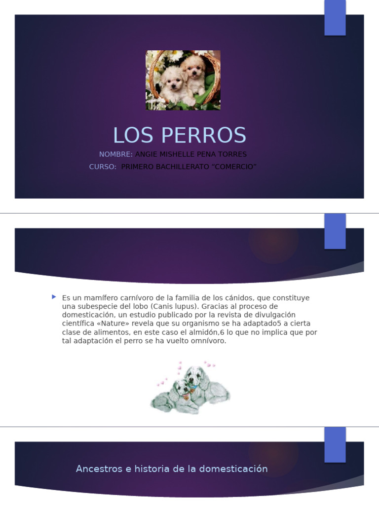 Los Perros | PDF | Domesticación | Comportamiento