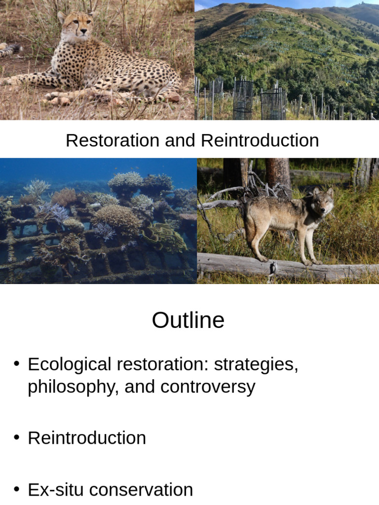 22 RestorationReintroduction | PDF | Restoration Ecology ...