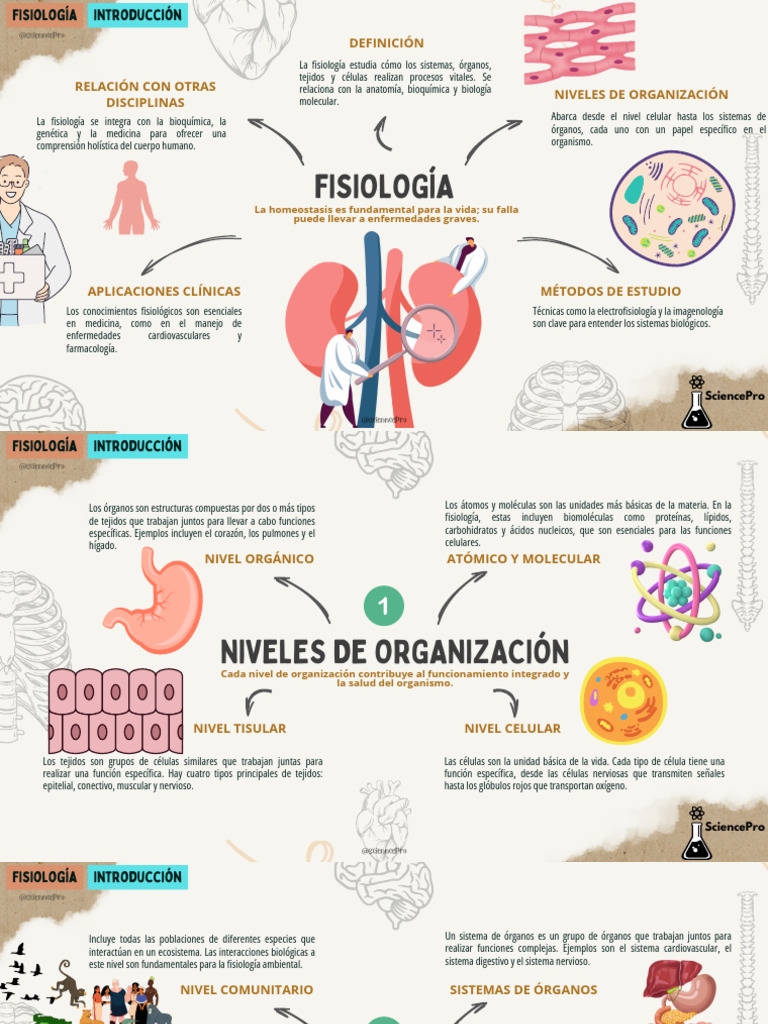 Mapa Mental de Fisiología Humana | PDF | Homeostasis | Fisiología