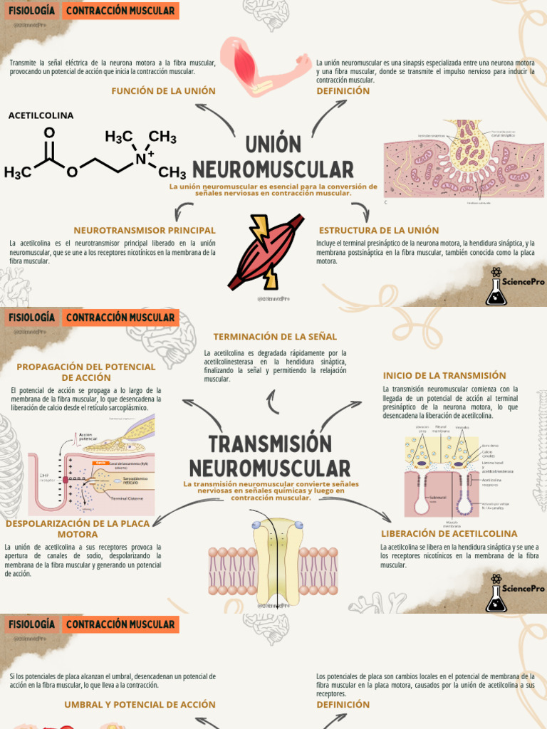 SciencePro Mapas Mentales Fisiología Parte IV | PDF | Contracción ...
