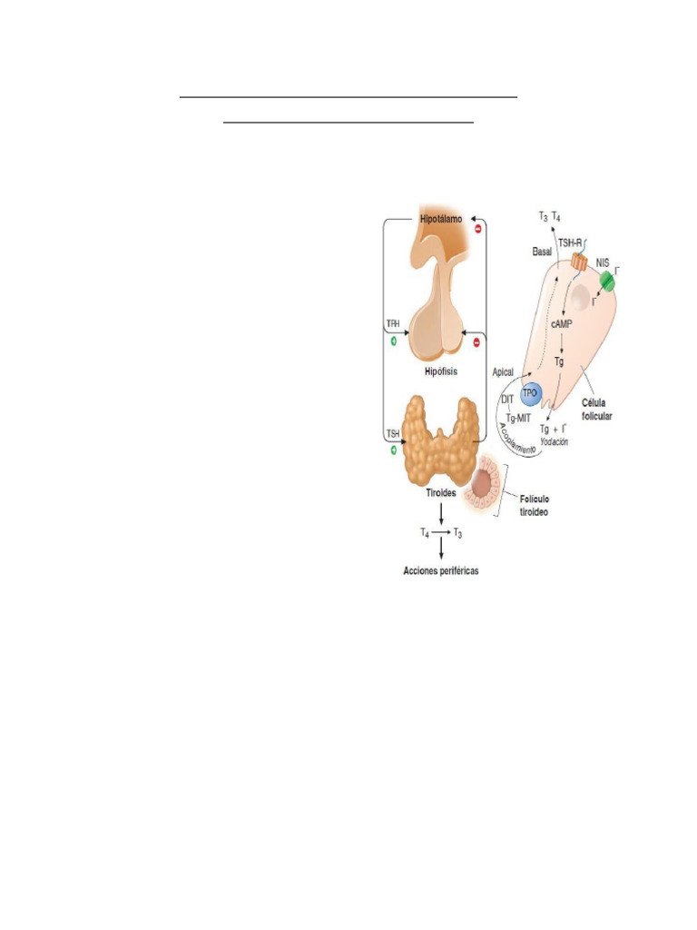 TEMA 4, FISIOPATOLOGIA DEL SISTEMA ENDOCRINO, EJE HIPOTALAMO HIPOFISIS TIROIDES | PDF | Tiroides ...