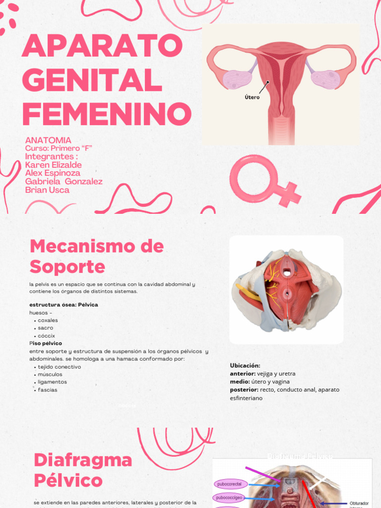 Anatomía de la Pelvis y Genitales Femeninos | PDF | Labios | Pelvis