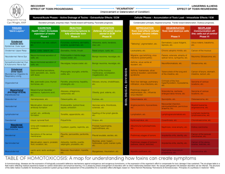 Chart of Homotoxicology | PDF | Liver | Gastrointestinal Tract