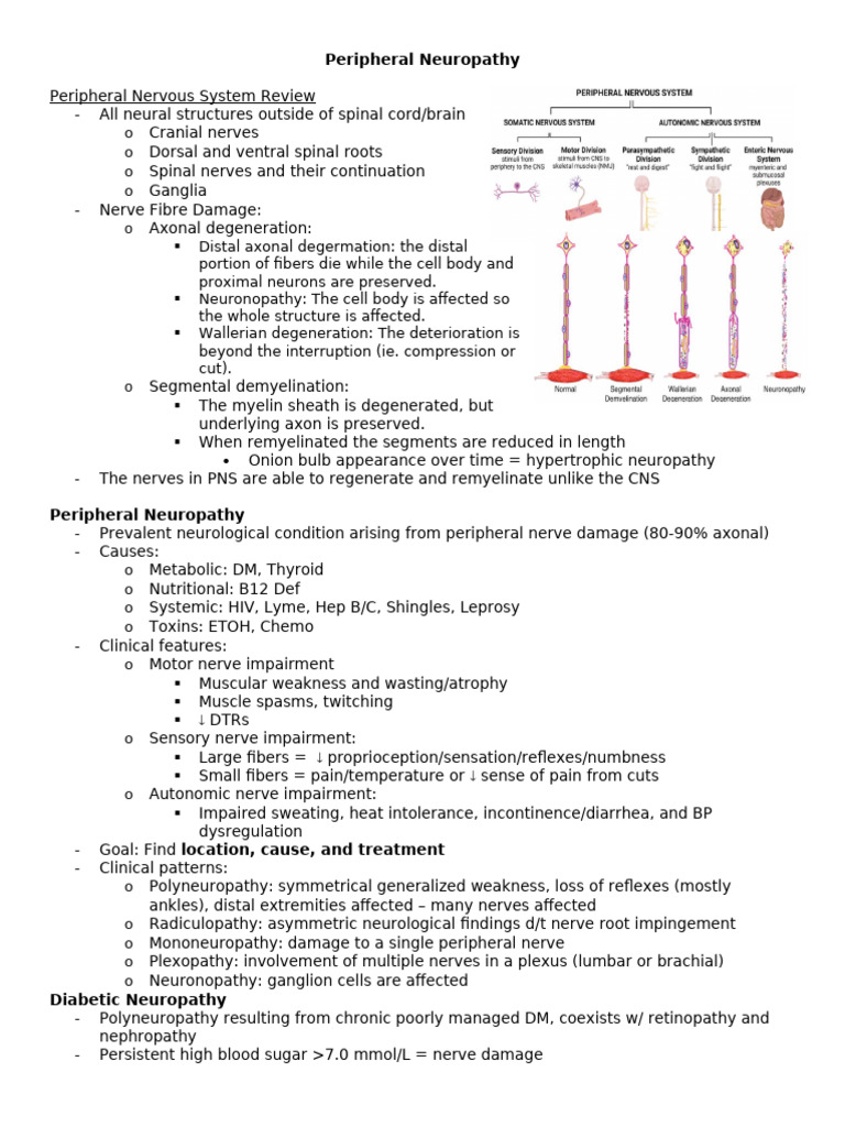 Peripheral Neuropathy Notes | PDF | Peripheral Neuropathy | Axon