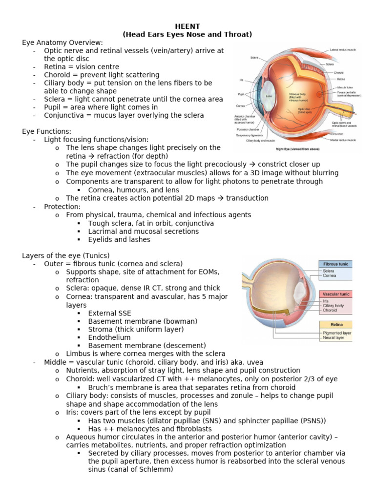 HEENT Notes | PDF | Cornea | Allergy
