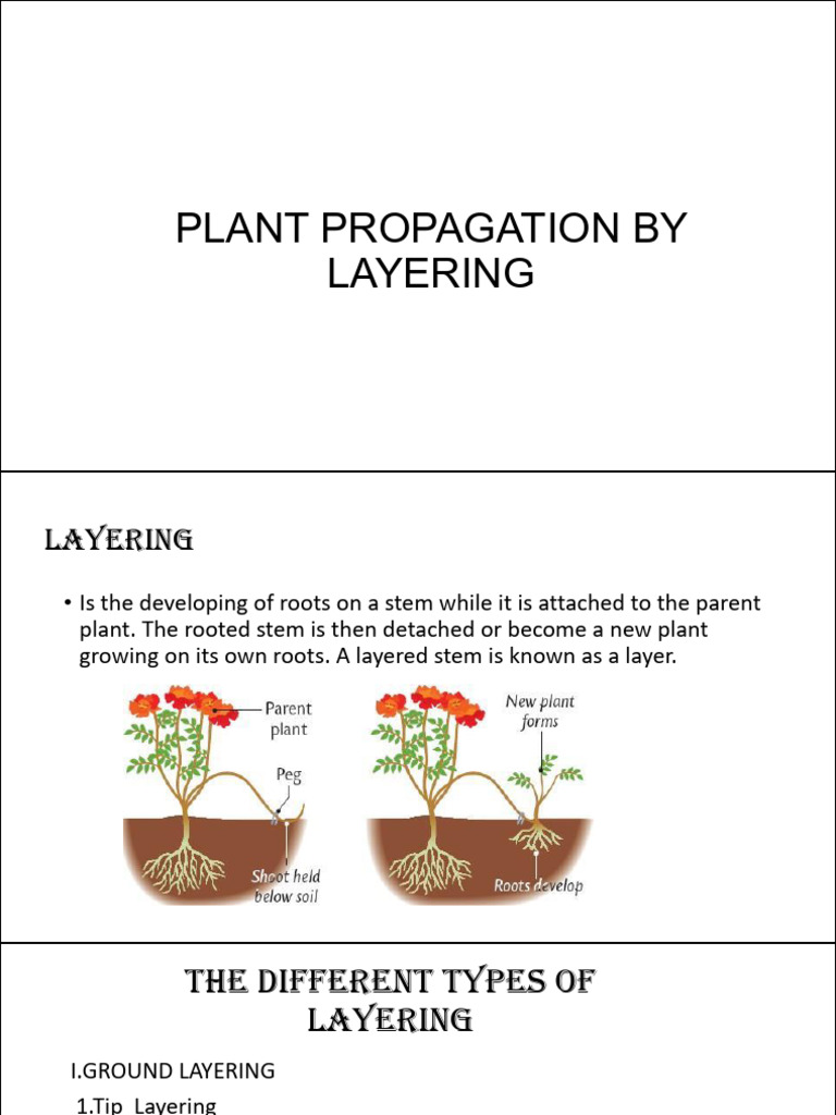 PLANT PROPAGATION BY LAYERING(1).GROUP4 | PDF | Root | Botany