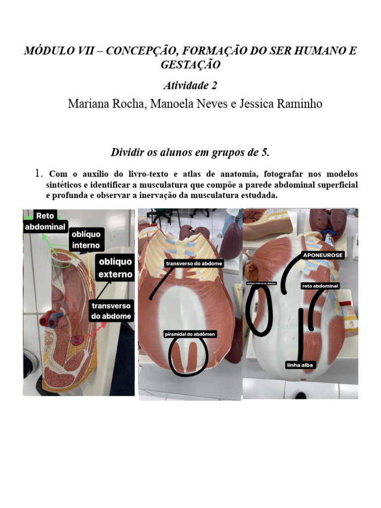 AES 7 2023.2 Atividade 2 - Anatomia e Fisiologia Da Gravidez Mariana ...