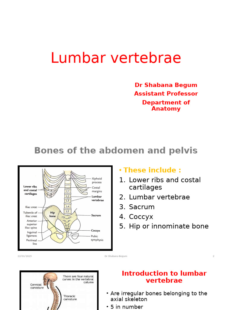 Anatomy of Lumbar Vertebrae Explained | PDF | Vertebra | Vertebral Column