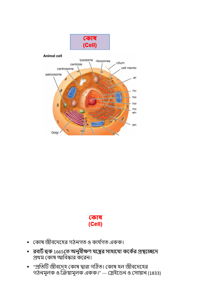 Cell | PDF