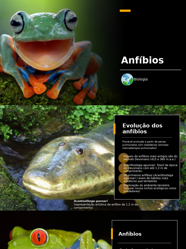 Filo Chordata - Anfíbios UPLOAD | PDF | Anfíbio | Sapo