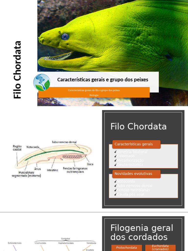 Filo Chordata - Peixes UPLOAD | PDF | Peixes | Vertebrados aquáticos